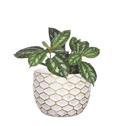 4" Pilea Aluminum House Plant at Menards®