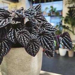 4" Peperomia Gray Luna House Plant at Menards®