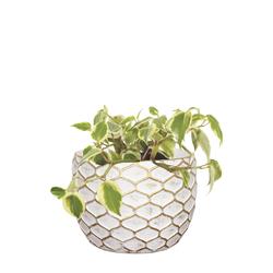 4" Peperomia Scandens House Plant at Menards®