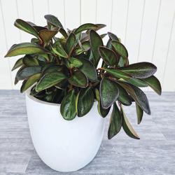 4" Peperomia Red Edge House Plant at Menards®