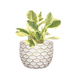 4" Peperomia Variegata House Plant at Menards®
