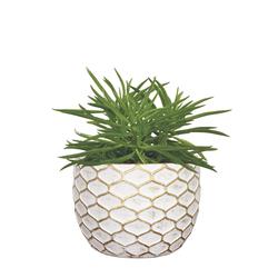 4" Peperomia Nevada House Plant at Menards®