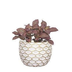 4" Fittonia Red House Plant at Menards®