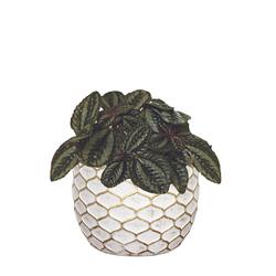 4" Pilea Bronze House Plant at Menards®