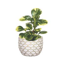 4" Peperomia Marble House Plant at Menards®