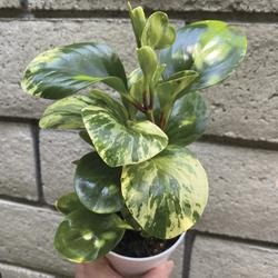 4" Peperomia Marble House Plant at Menards®