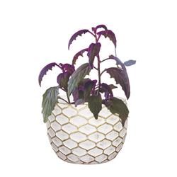 4" Gynura House Plant at Menards®