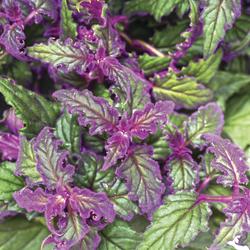 4" Gynura House Plant at Menards®