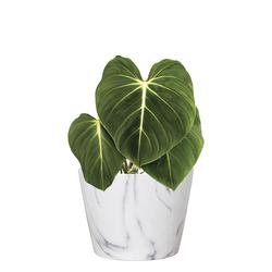 6" Philodendron Gloriosum House Plant at Menards®