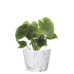 6" Philodendron Monstera House Plant at Menards®