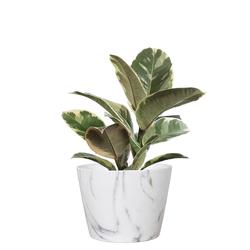 6" Ficus Tineke House Plant at Menards®