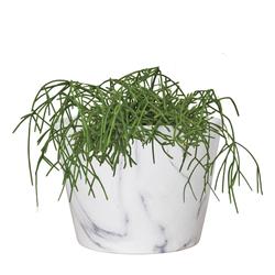 6" Rhipsalis House Plant at Menards®