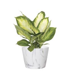6" Dieffenbachia Marianne House Plant at Menards®
