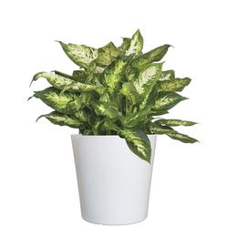 10" Dieffenbachia House Plant at Menards®