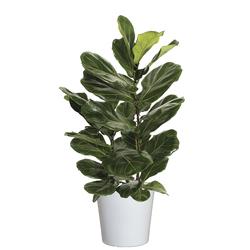 10" Ficus Lyrata House Plant at Menards®