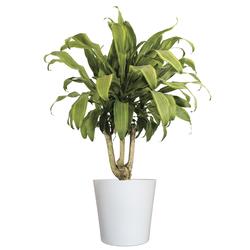 10" Dracaena Stump House Plant at Menards®