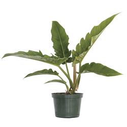 6" Philodendron Narrow House Plant at Menards®