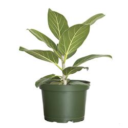 6" Ficus Audrey House Plant at Menards®