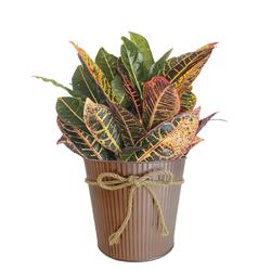 6" Fall Sunflower Tin House Plant at Menards®
