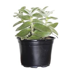5" Tradescantia Wooly House Plant at Menards®