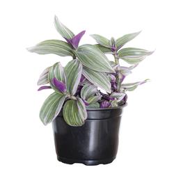 5" Tradescantia Nanouk House Plant at Menards®