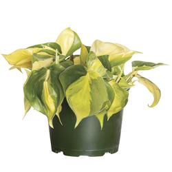 5" Philo Brazil House Plant at Menards®