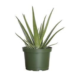 5" Aloe House Plant at Menards®