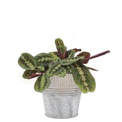 4" Fall Twine Planter - Assorted Styles at Menards®