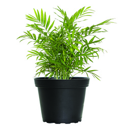 4" Neanthe Bella Palm at Menards®
