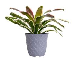 6" Bromeliad House Plant at Menards®