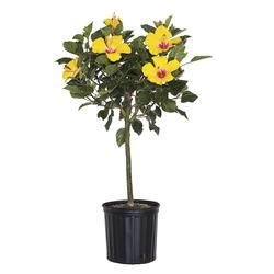 10" Hibiscus Standard at Menards®