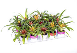 2" Bromeliad - Assorted Styles at Menards®