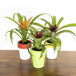 2" Bromeliad - Assorted Styles at Menards®