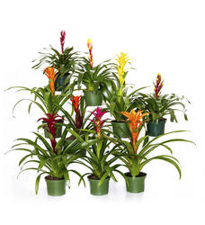 6" Bromeliad in Grower Pot - Assorted Styles at Menards®