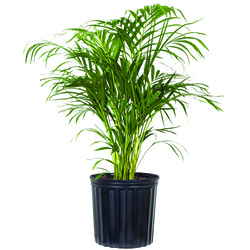 10" Areca Palm in Grower Pot at Menards®