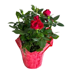 4" Mini Rosa Indoor Plant at Menards®