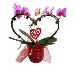4" Phalaenopsis Indoor Plant at Menards®