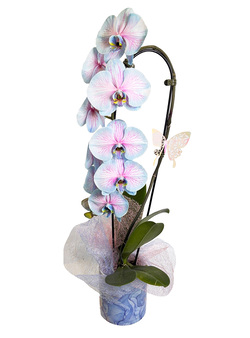 5" Phalaenopsis Indoor Plant at Menards®
