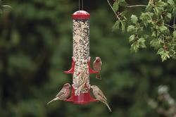 More Birds® 15" Tube Songbird Bird Feeder at Menards®