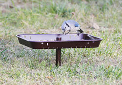 More Birds® 3-in-1 Platform Bird Feeder at Menards®