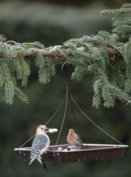 More Birds® 3-in-1 Platform Bird Feeder at Menards®