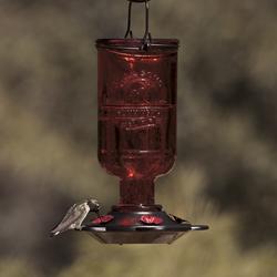 More Birds® Red Glass Elixir Hummingbird Feeder - 13 oz at Menards®
