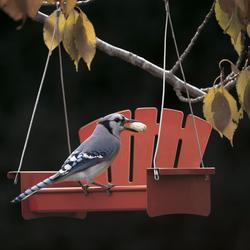 More Birds® Snacks'N'Treats® Platform Swing Bird Feeder - Assorted ...