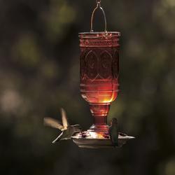 More Birds® Red Jewel Hummingbird Feeder - 20 oz at Menards®