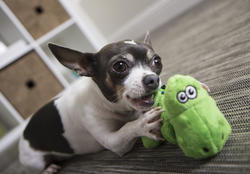 goDog® Mini Dinos T-Rex Just For Me™ Squeaky Plush Dog Toy at Menards®