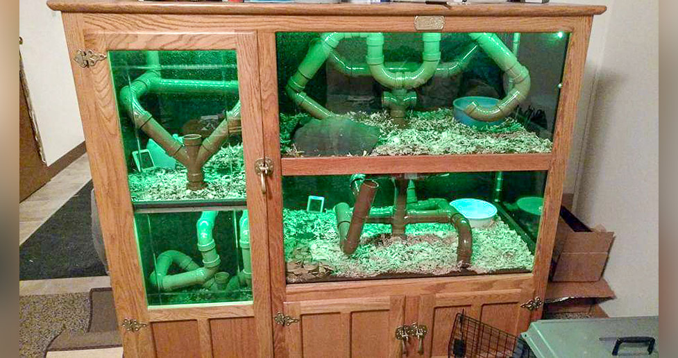 4-Display Case Vivarium - Project by Alyssa at Menards®