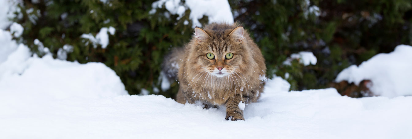 Cat Supplies at Menards®