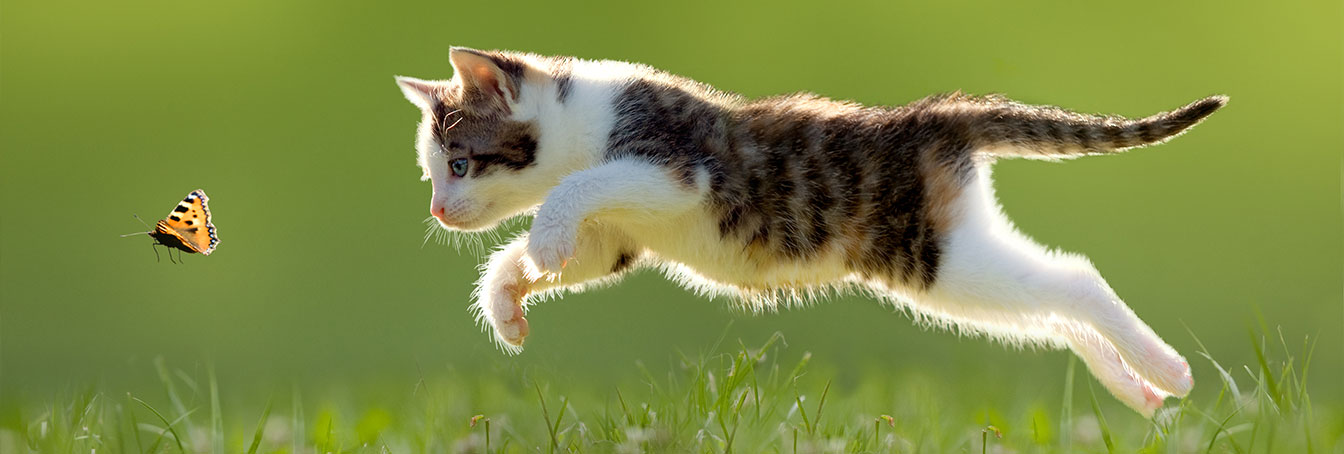 Cat Supplies at Menards®