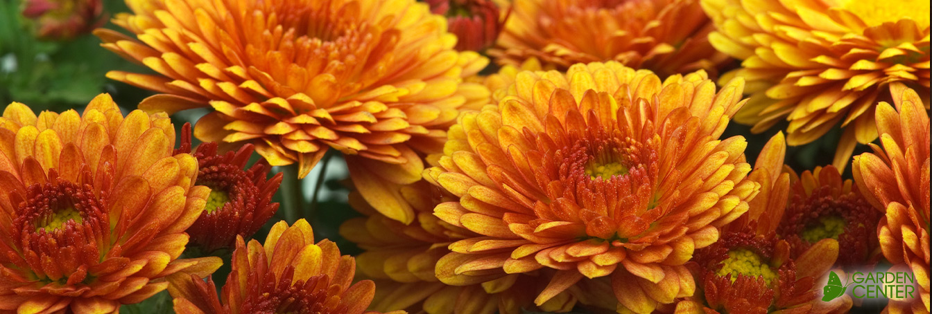 11 Colorful Flowers for Your Fall Garden at Menards®