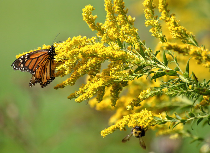 11 Colorful Flowers for Your Fall Garden at Menards®
